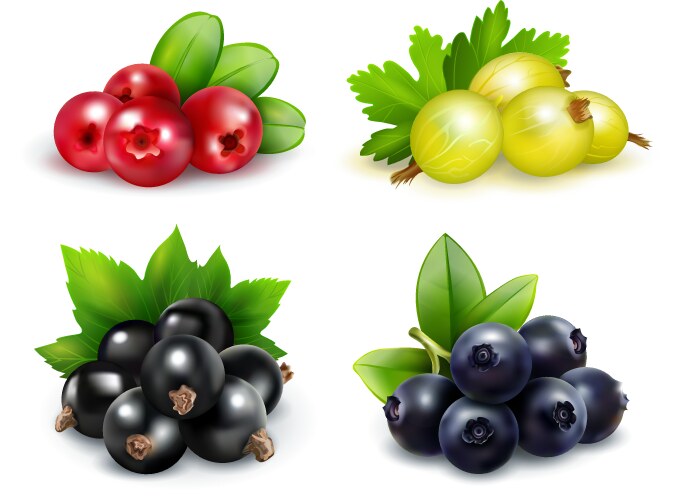 Berry fruit realistic set with isolated Royalty Free Vector