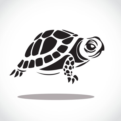 Land tortoise design on white background Vector Image