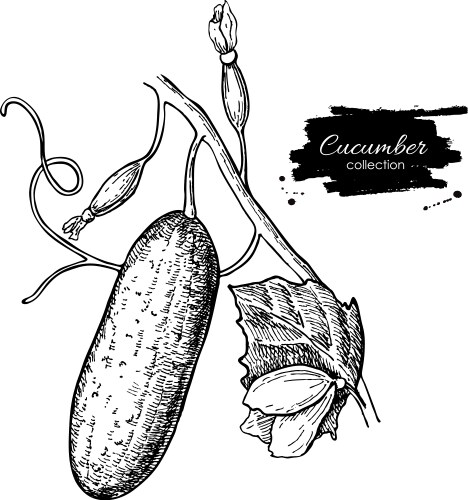 Hand drawn set of cucumber sketch Royalty Free Vector Image