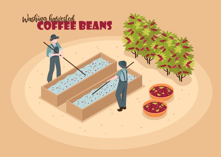 Process coffee soluble cartoon Royalty Free Vector Image