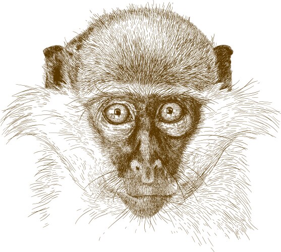 Engraving ram head Royalty Free Vector Image - VectorStock