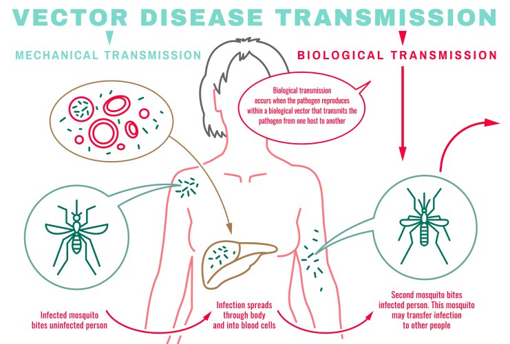 Infectious disease transmission Royalty Free Vector Image