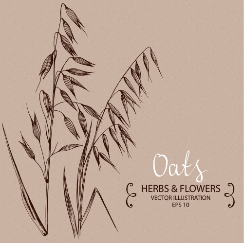 Oats Vector Images (over 20,000)