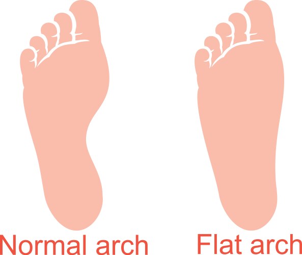 Leg anatomy structure bones Royalty Free Vector Image