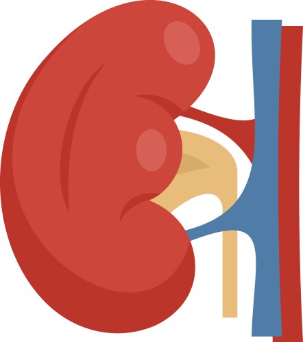 Kidney Smile Vector Images (over 890)