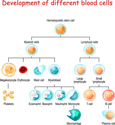 Human macro cells set bright medicine poster Vector Image