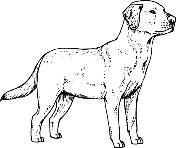 Labrador Outline Vector Images (over 4,400)