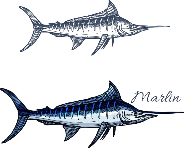 Marlin Vector Images (over 3,700)