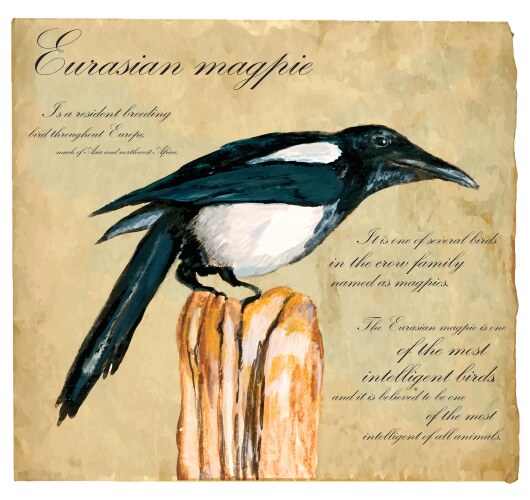 Magpie Vector Images (over 1,500)