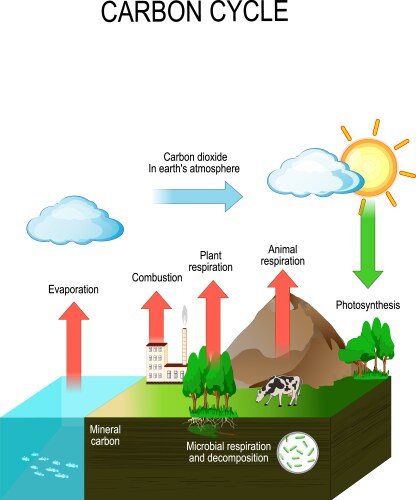 Carbon Cycle Diagram - Science Education – Royalty-Free Vector ...
