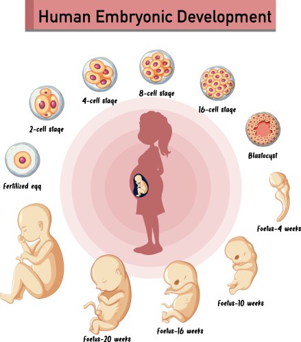 Stages human embryonic development Royalty Free Vector Image