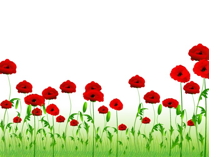 Poppy Vector Images (over 25,000)