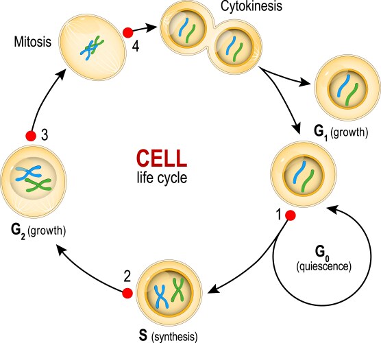 Chromatin Vector Images (over 140)