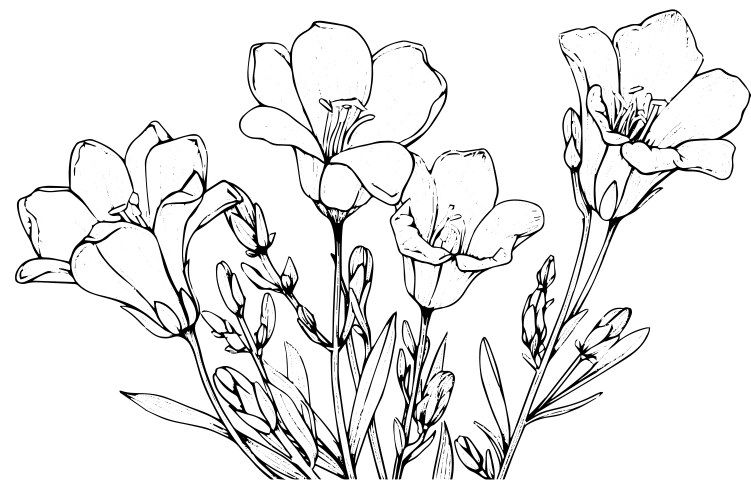 Freesia flower hand drawn ink sketch engraved Vector Image