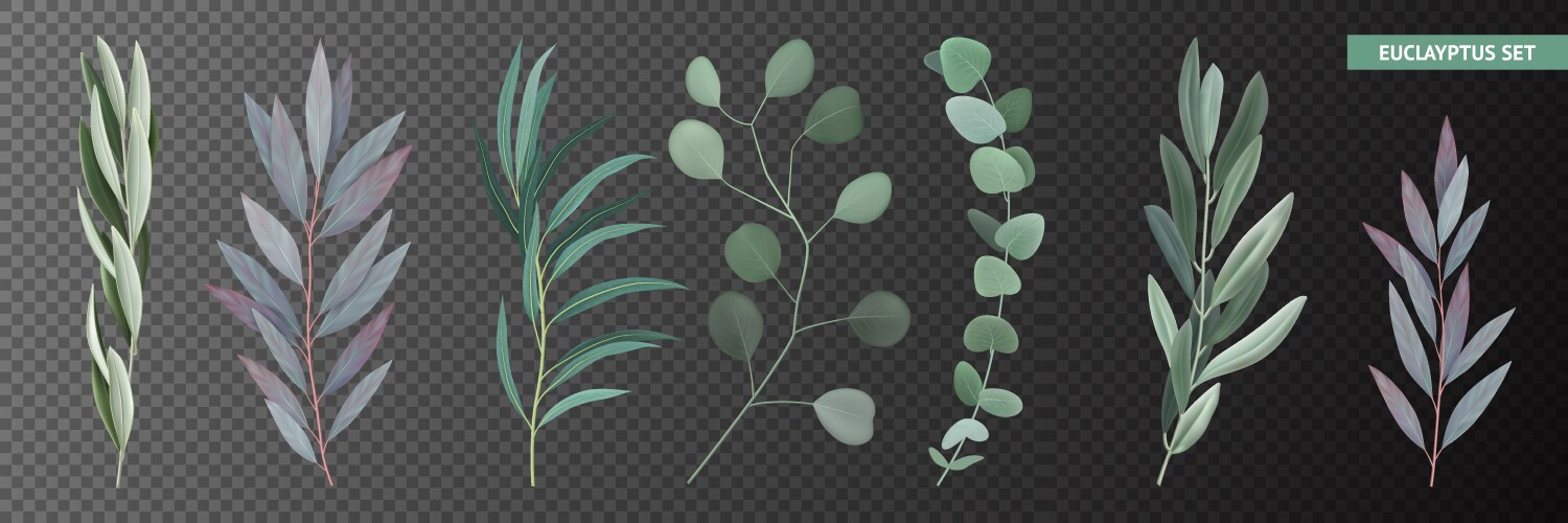 Eucalyptus Vector Images (over 20,000)