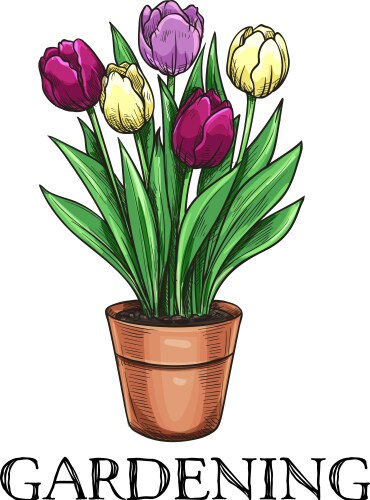 Tulips in a pot Royalty Free Vector Image - VectorStock