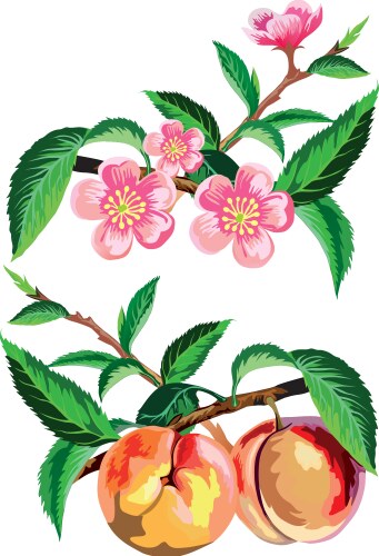 Hand drawn peach branch Royalty Free Vector Image