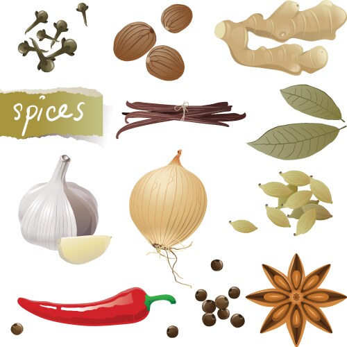 Stylized spices Royalty Free Vector Image - VectorStock