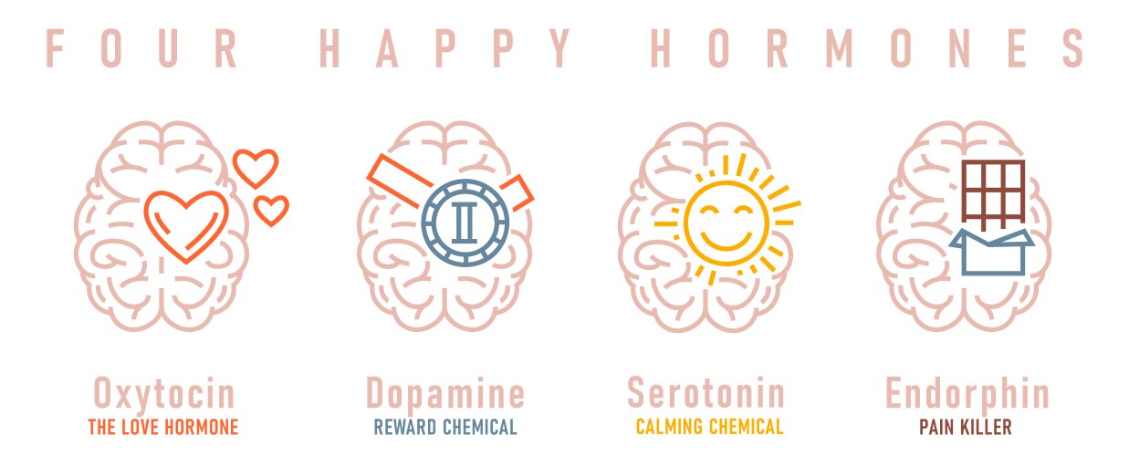 Four happy hormones dopamine endorphin Royalty Free Vector