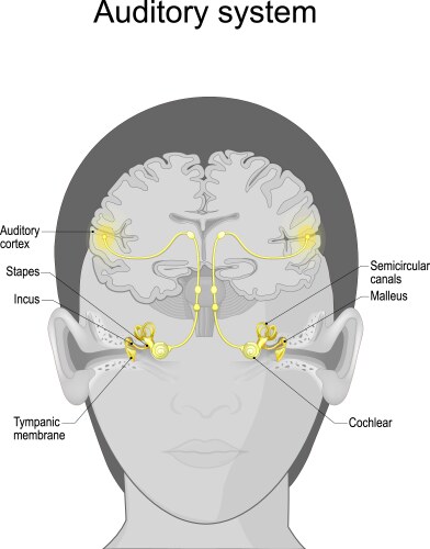 Ear anatomy Royalty Free Vector Image - VectorStock