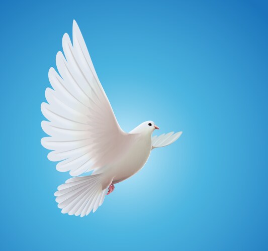 White dove Royalty Free Vector Image - VectorStock