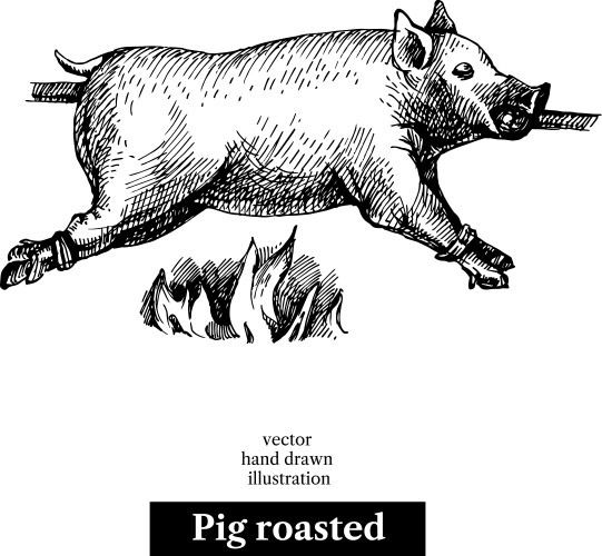 Pig Roast Vector Images (over 2,000)