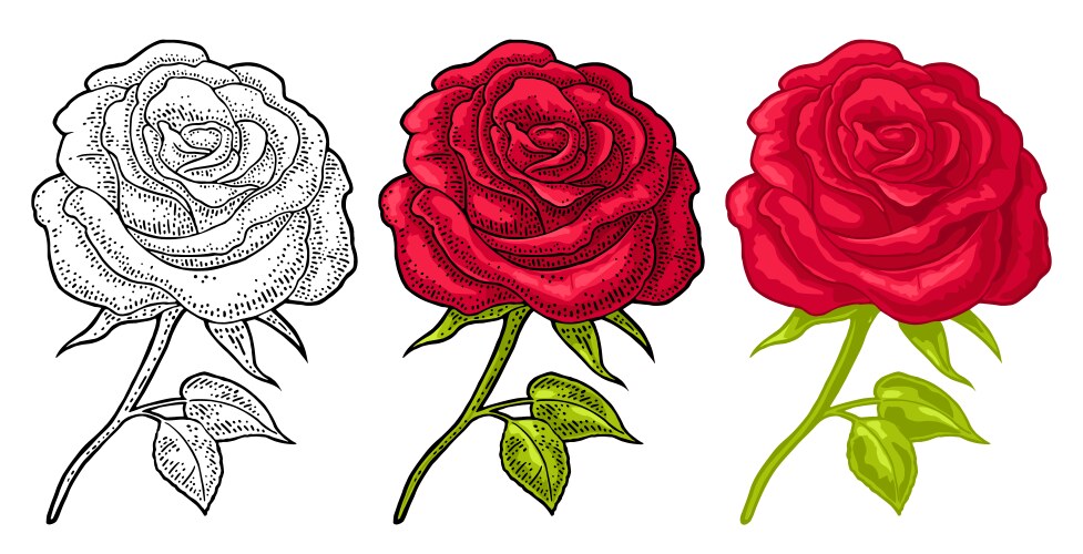 Rose Engraving Vector Images (over 7,700)