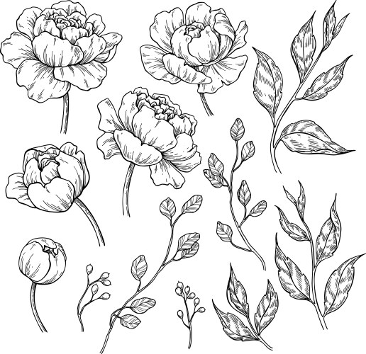 Peony botanical drawing hand drawn Royalty Free Vector Image