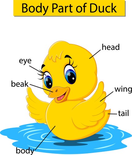 Duck cartoon Royalty Free Vector Image - VectorStock