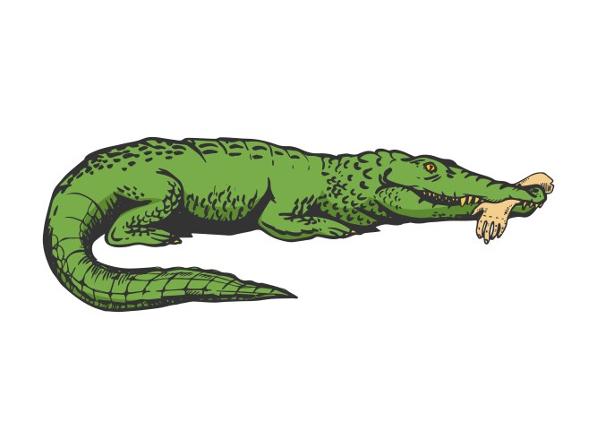 Alligator Vector Images (over 12,000)