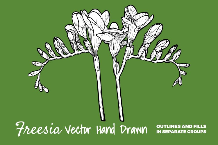 Freesia Vector Images (over 1,500)