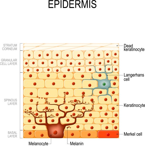 Epidermis structure skin anatomy cell Royalty Free Vector