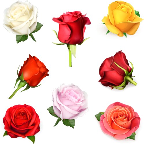 Rose Vector Images (over 290,000)