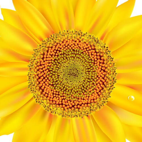 Sunflower Vector Images (over 45,000)