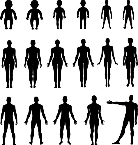Human body front back silhouette Vector Images & Graphics for ...