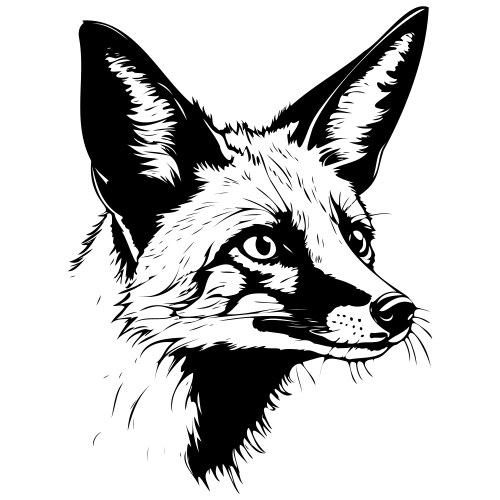 Sketches bat-eared fox portrait monochrome Vector Image