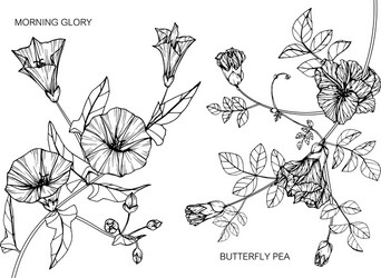 Morning glory september month flower line art Vector Image