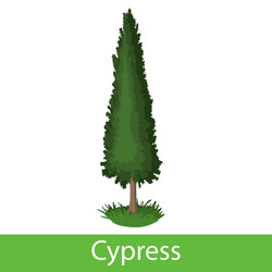Cypress Vector Images (over 4,300)