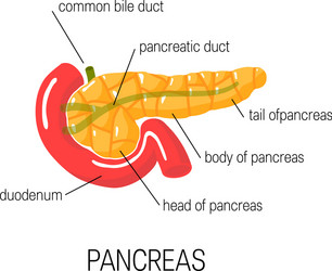 Arm muscles structure diagram medical science Vector Image