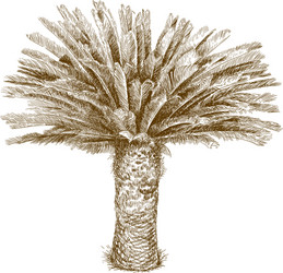 Palm Engraving Vector Images (over 2,900)