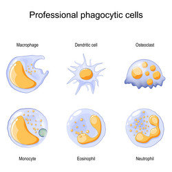 Monocyte Diagram Labeled