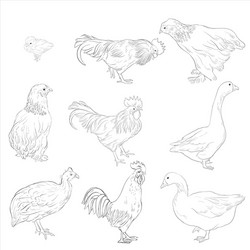 Domestic Poultry Sketch Set Royalty Free Vector Image