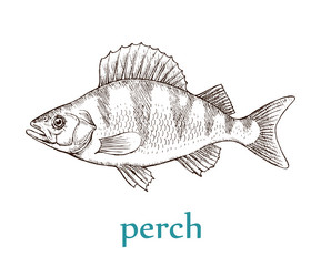 Panfish Vector Images (22)