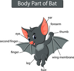 Bat Ears Vector Images (over 600)
