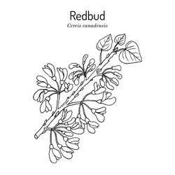 Redbud Vector Images (12)