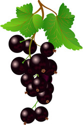 Black currant ripe cartoon Royalty Free Vector Image