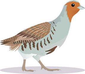 Partridge Bird Cartoon Vector Images (over 140)
