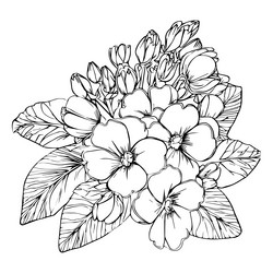 Easy primrose flower drawing bouquet primula Vector Image