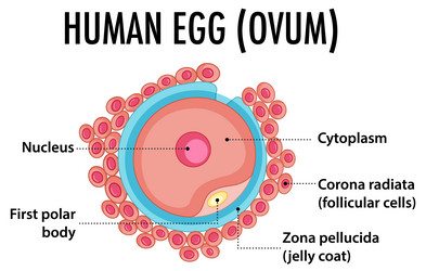 Structure of female egg ovum cell icon human Vector Image