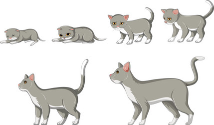Cat Life Cycle Diagram